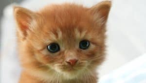 Wonderful French vocabulary with cats | French with Agnes