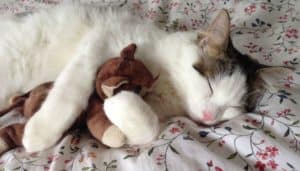 Wonderful French vocabulary with cats | French with Agnes