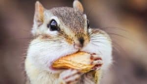 Practical guide to être and avoir | French with Agnes